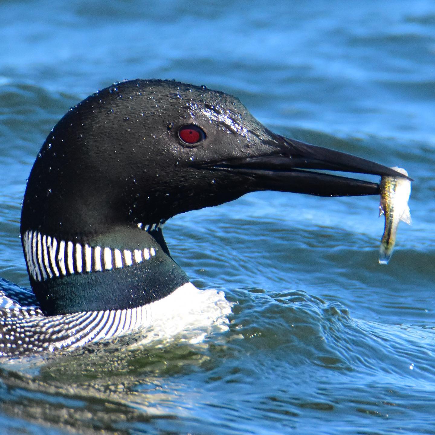Primer: Loons of Garfield Lake – Garfield Lake Association