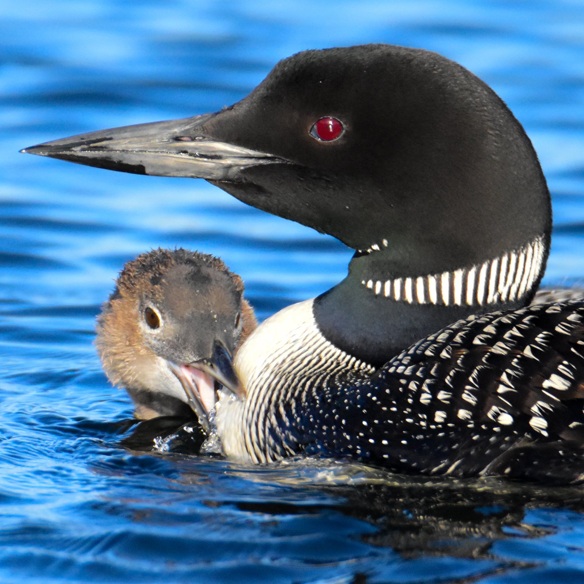 Primer: Loons of Garfield Lake – Garfield Lake Association
